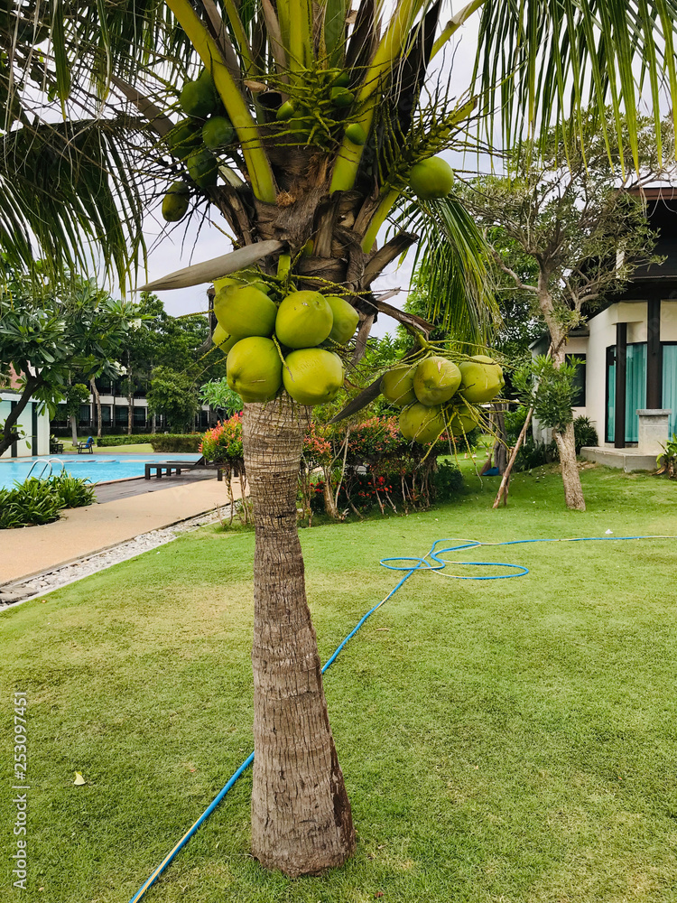 Coconut tree or Cocos nucifera produce the fruits. Stock Photo | Adobe ...