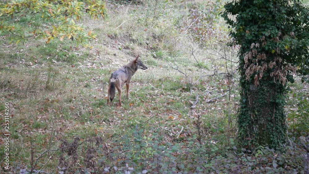 Natural reserve of wolves, Villetta Barrea, National Park of Abruzzo ...
