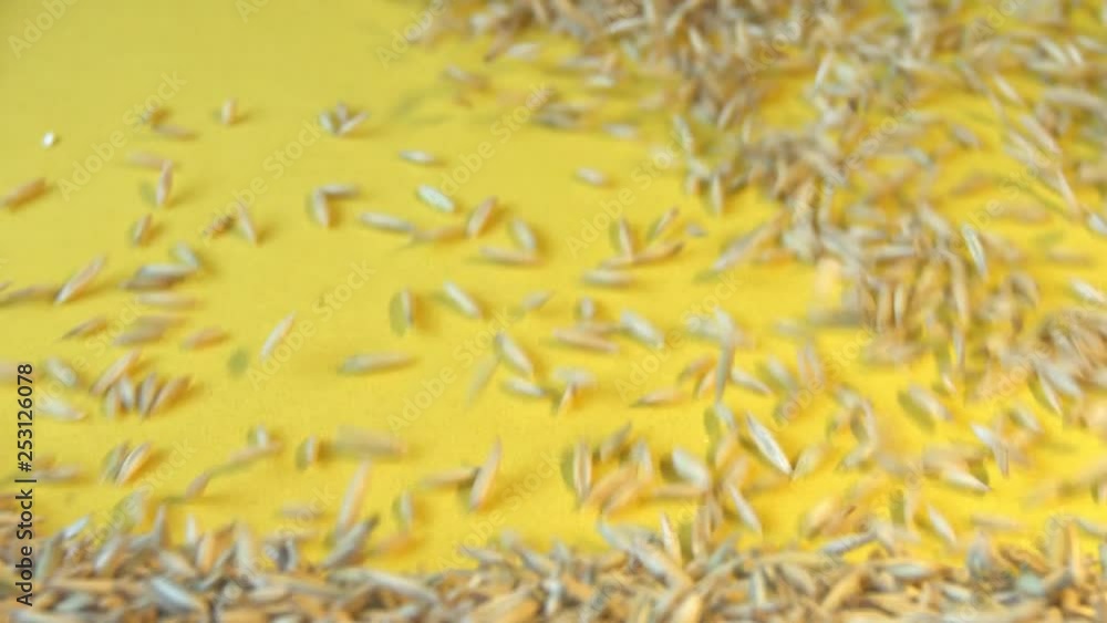 Oats in shell on yellow ecological background. 2 Shots. 1. Oats in ...