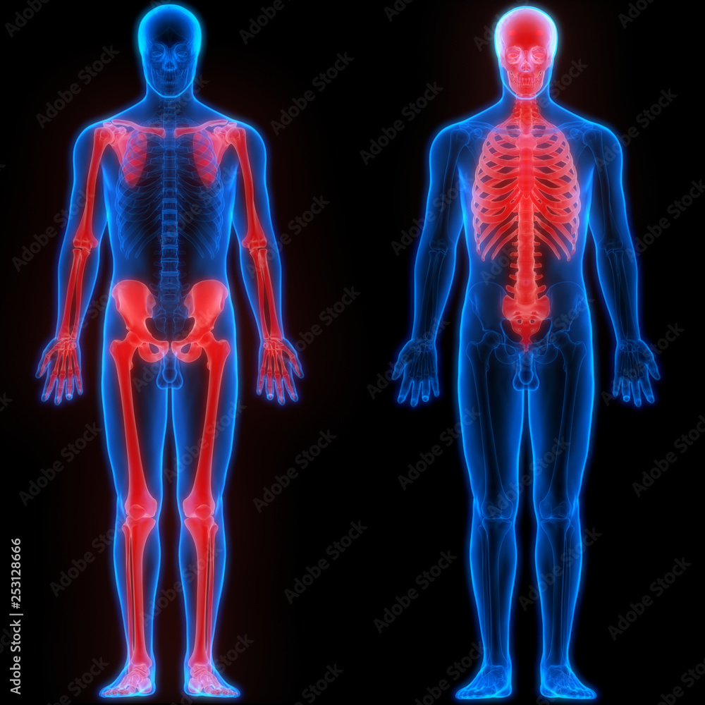 Human Skeleton System Appendicular and Axial Skeleton Anatomy Stock ...