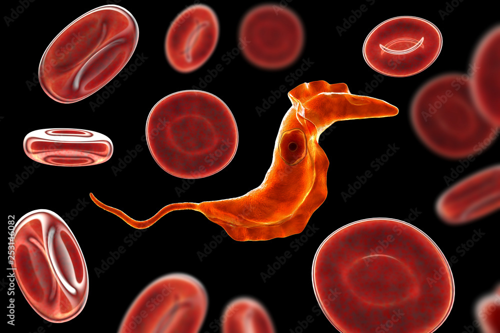 Trypanosoma cruzi parasite, 3D illustration. A protozoan that causes ...