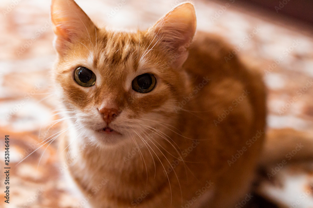 Angry Cute Cat