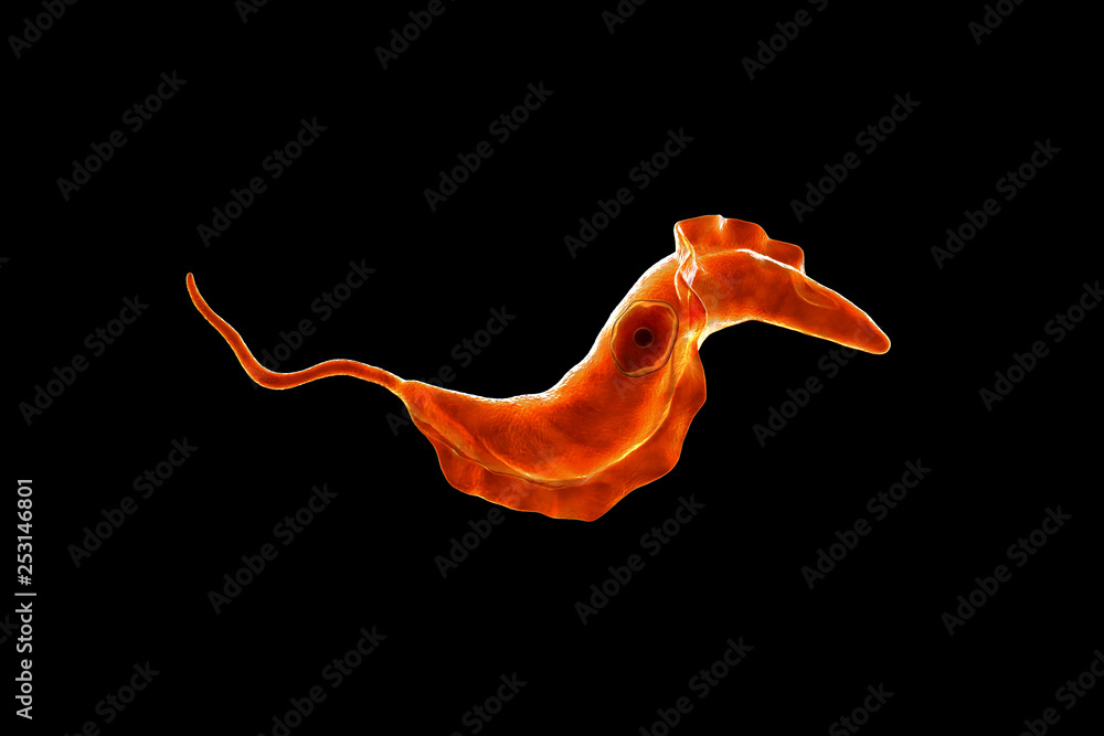 Trypanosoma cruzi parasite, 3D illustration. A protozoan that causes ...