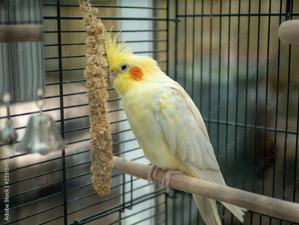 Yellow Lutino Cockatiel