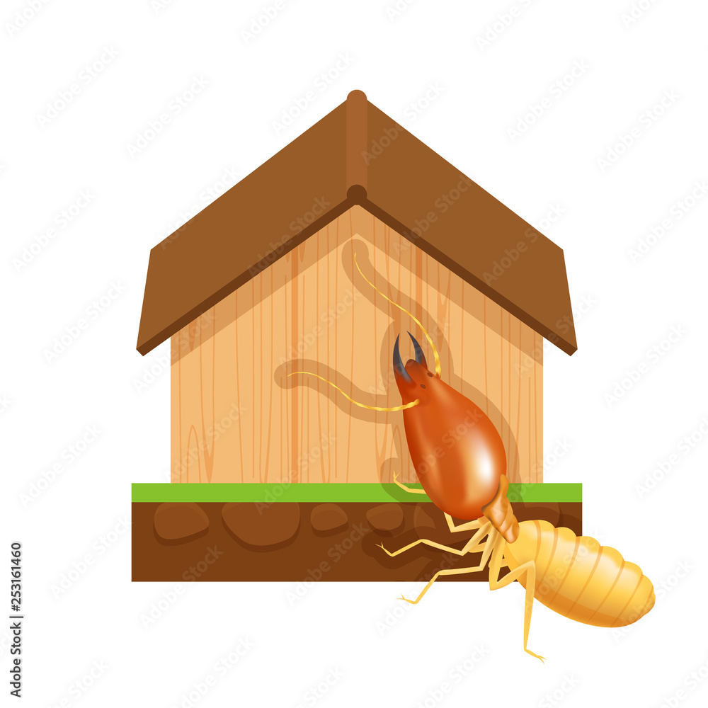 termite and wood house isolated on white background, icon insect ...