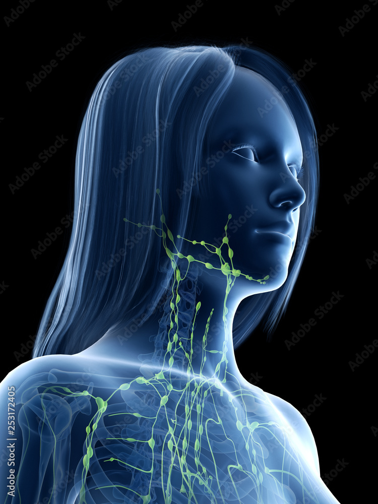 3d rendered medically accurate illustration of a females lymph nodes of ...