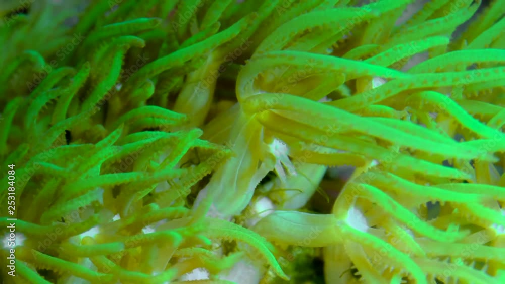 Closeup of Fluorescent Green Star Polyps. Daisy Polyps, Star Polyps ...
