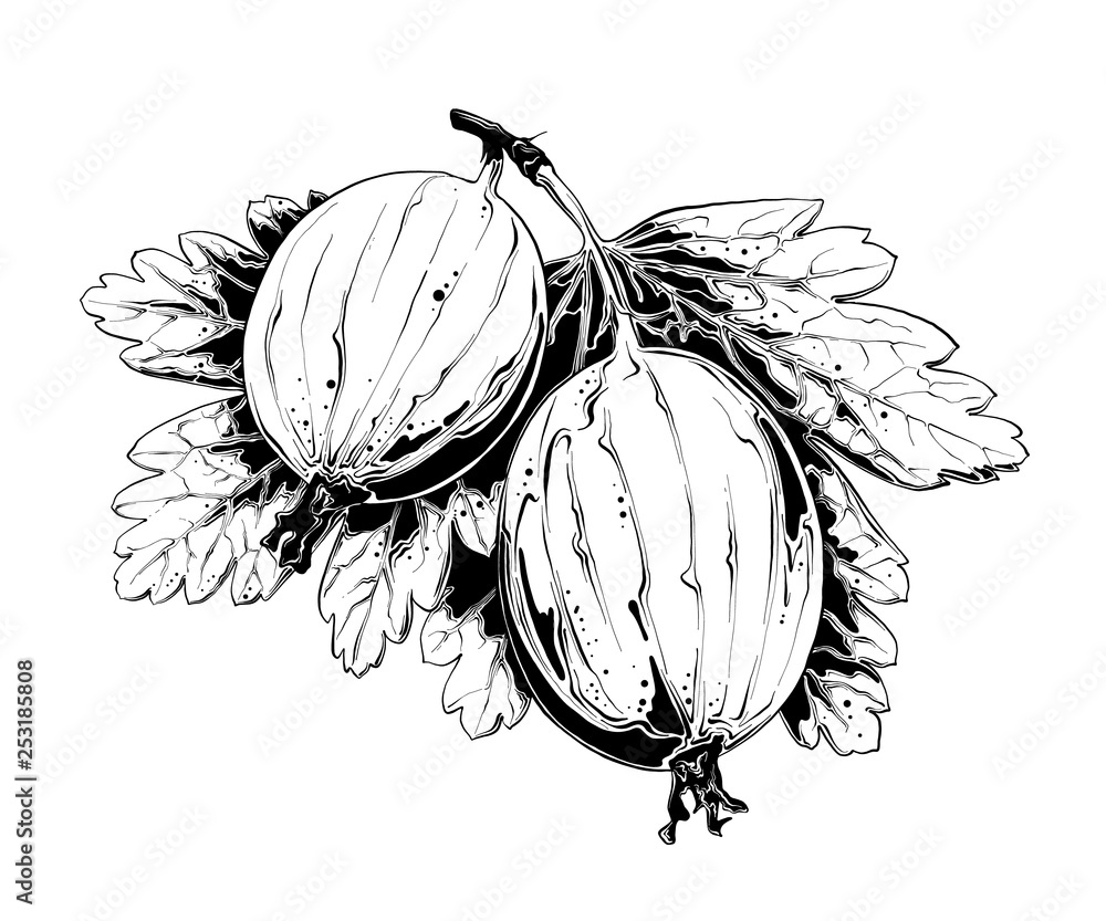 Hand drawn sketch of gooseberry in black. Isolated on white background ...