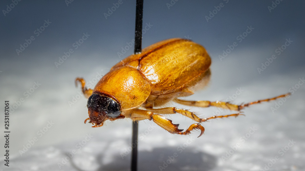 Little golden beetle found in Sacramento area - Pinned Stock Photo ...