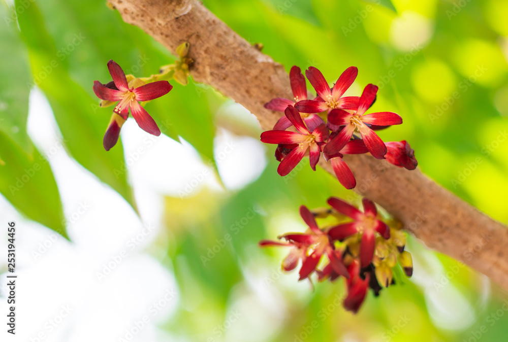 Closeup colorful flowers of Bilimbi, Bilimbing, Cucumber tree, Tree ...