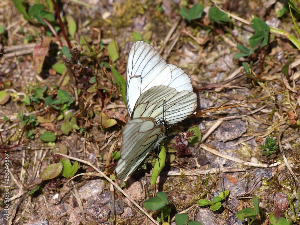 Foto de Couple mâle et femelle de papillon le Gazé (Aporia crataegi) do ...