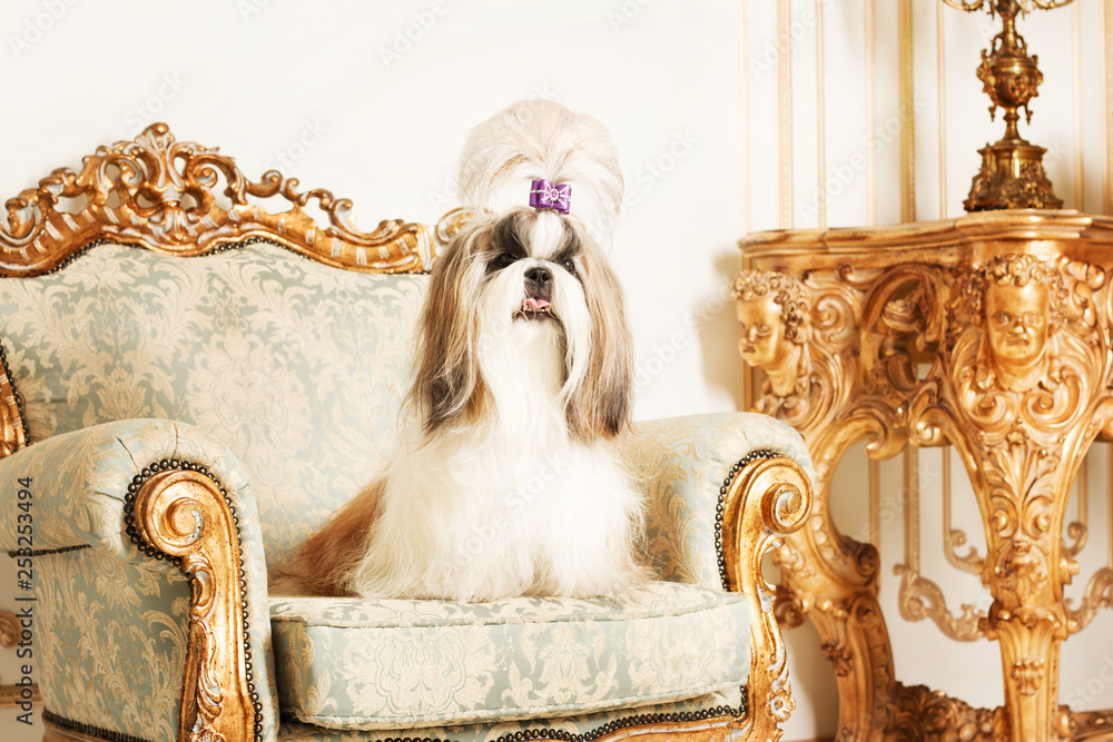 Shih Tzu dog with long hair in a beautiful classic interior Stock Photo ...