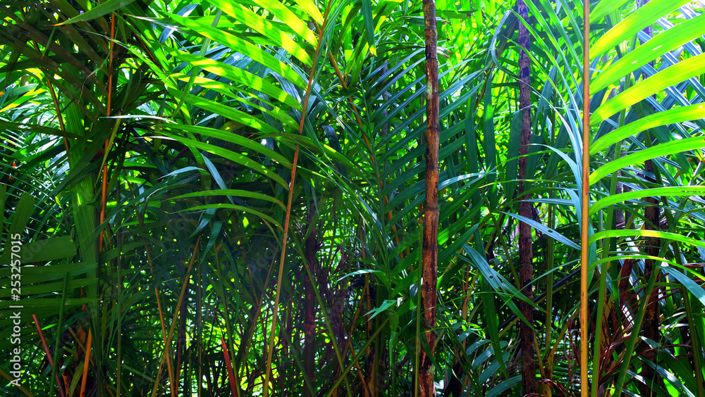 Sweet palm tree in mangrove tropical forest beside the sea greenery ...