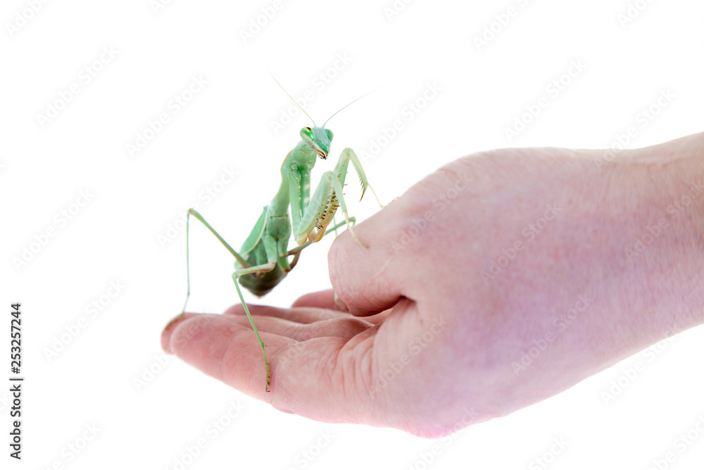 Giant african mantis, Sphodromantis viridis, on hand Stock Photo ...