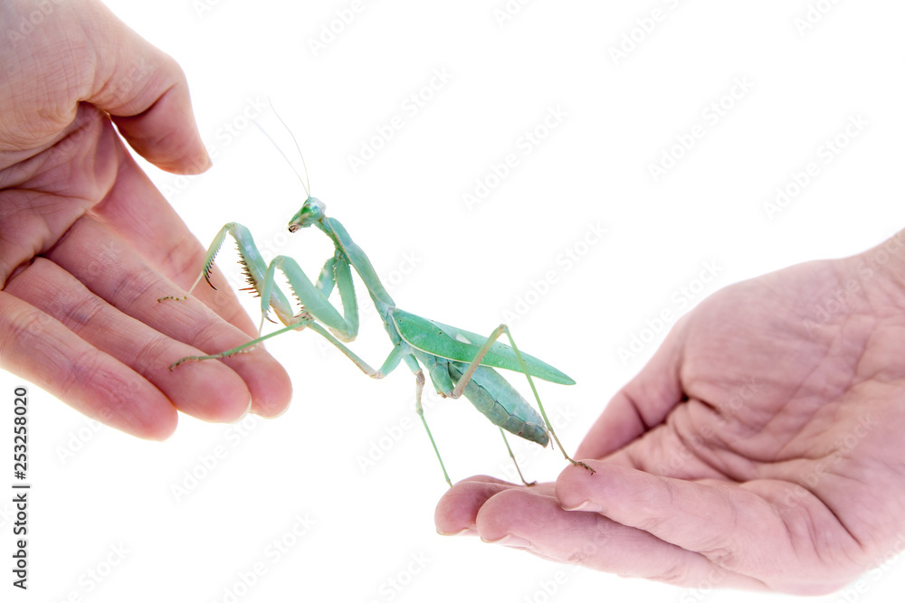 Giant african mantis, Sphodromantis viridis, on hand Stock Photo ...