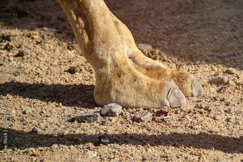 Camels Feet