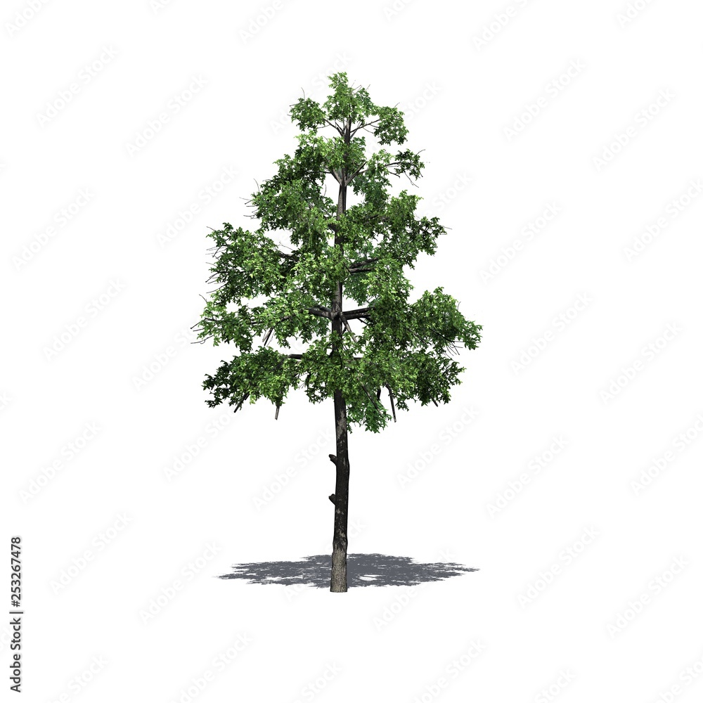 Black Gum tree with shadow on the floor - isolated on white background ...