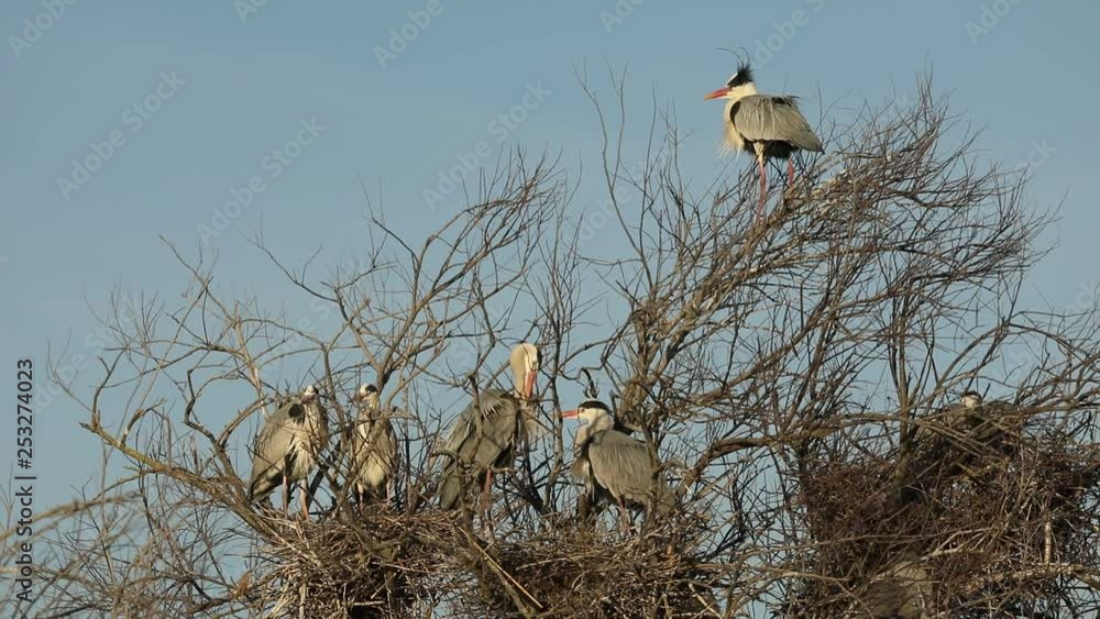 Grey heron, aquatic birds on nest tree, animal behavior in the nature ...