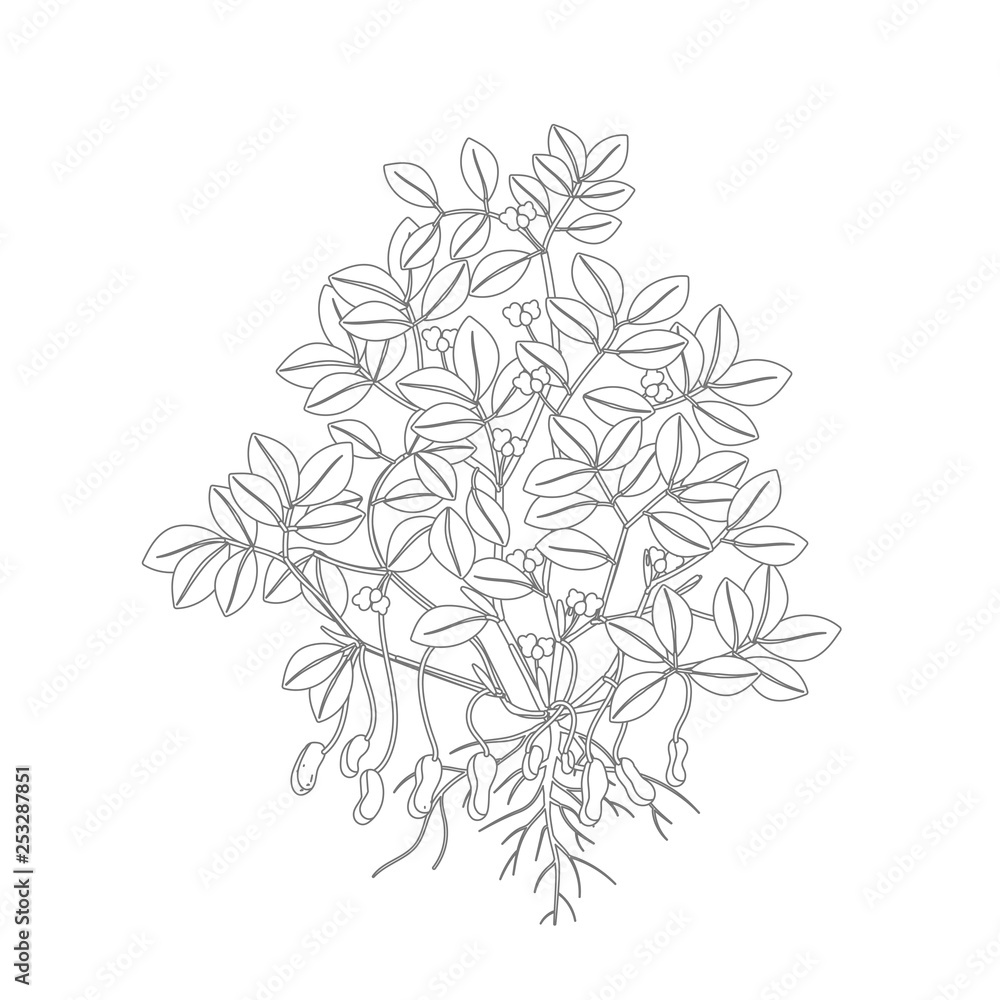 Peanut plant. Plant with roots and tubers flowers and leaves. Legumes ...
