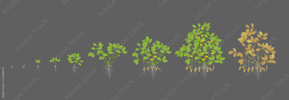 Poster Growth stages of peanut plant – Wall Art | UkPosters
