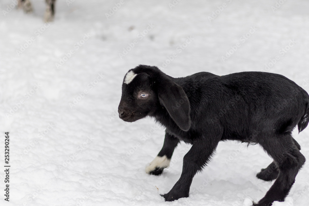 Boer Goat Kids