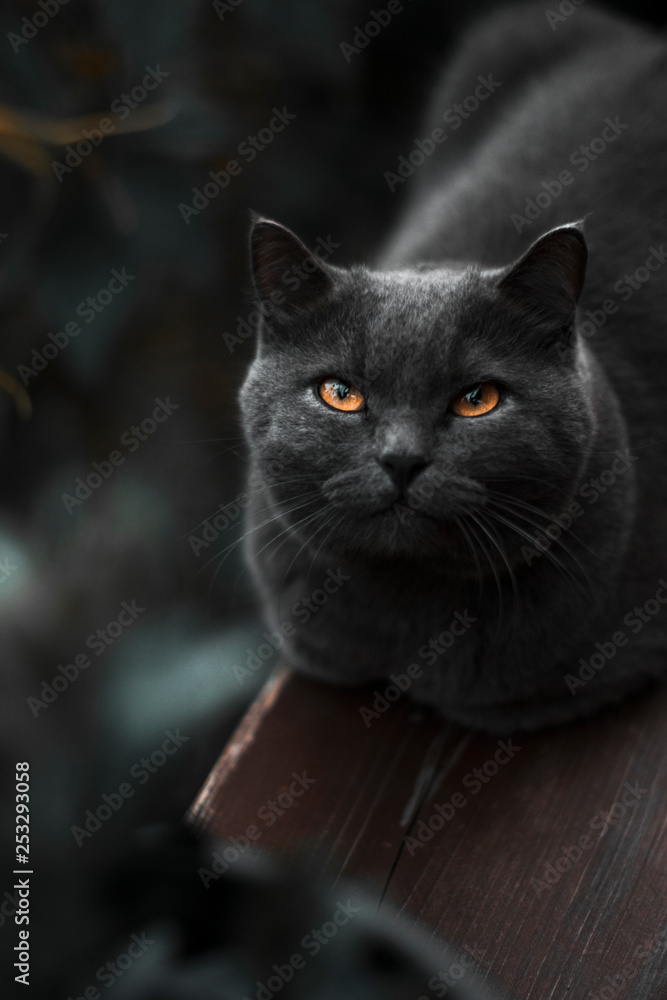 Black Cats With Brown Eyes