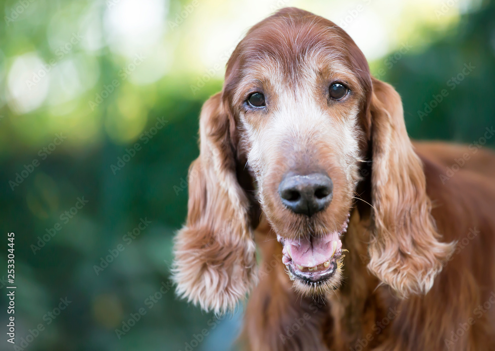 Pet therapy concept, beautiful old dog looking Stock-Foto | Adobe Stock