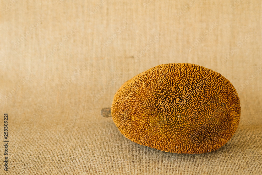 Artocarpus Odoratissimus, Terap or Tarap in local Malay language. Also ...