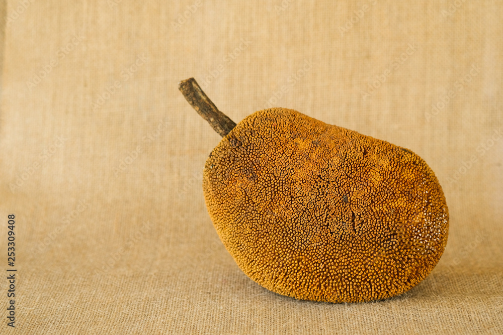 Fotka „Artocarpus Odoratissimus, Terap or Tarap in local Malay language ...