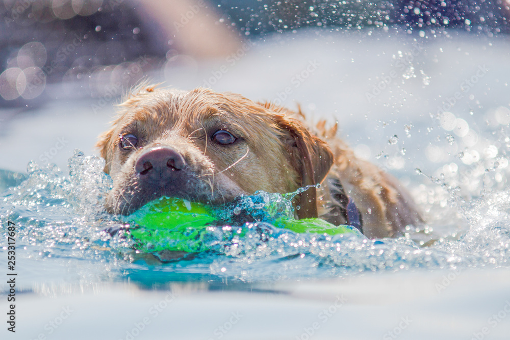 Golden Labrador Dog swims through clear water with a ball in its mouth ...