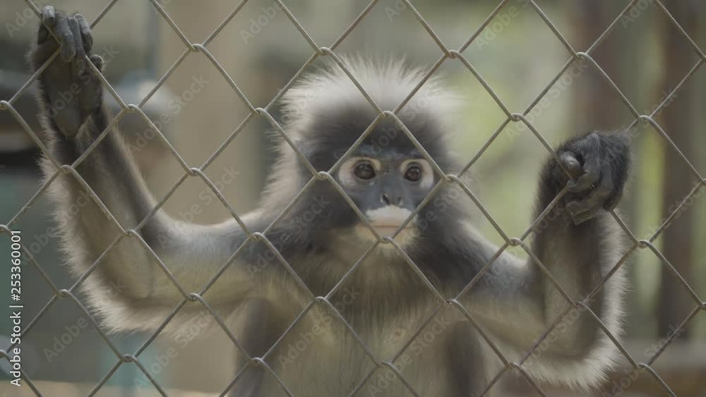 A Macaque holds onto a cage at a wildlife refuge and reserve in ...