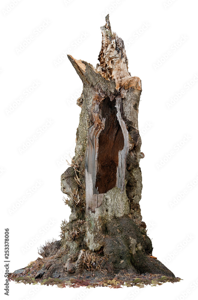 Old tree trunk. Dead tree isolated on white background. Barn tree ...