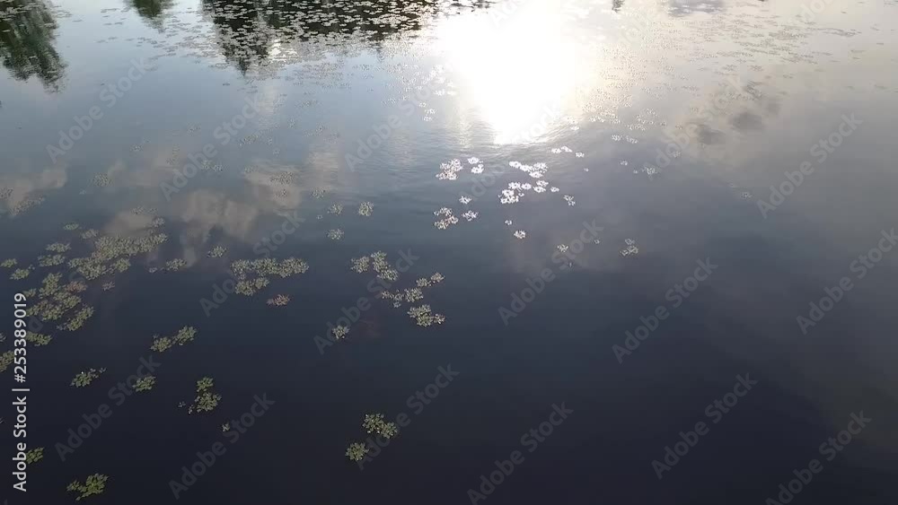 Water caltrop, chestnut, buffalo nut, bat nut, devil pod, ling nut, lin ...