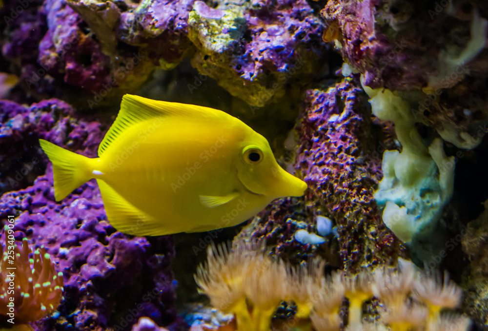 Yellow tang fish, one of the most popular fishes in aquaculture ...