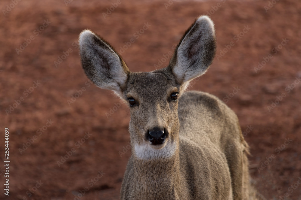 Mule Deer Doe Face