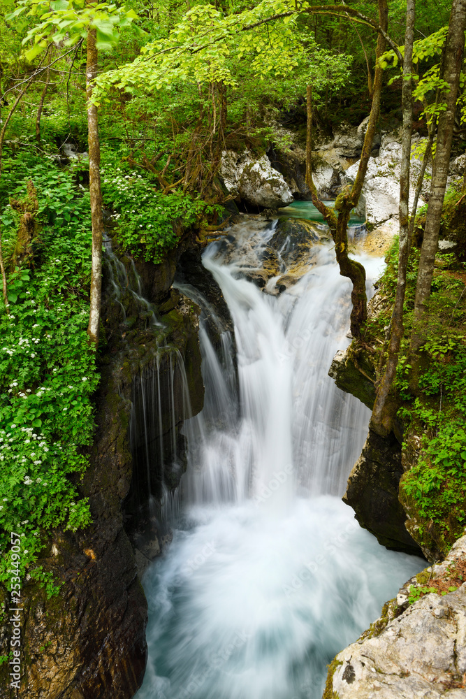 Fresh green forest in Spring at Lepenica river gorge at Sunikov Vodni ...