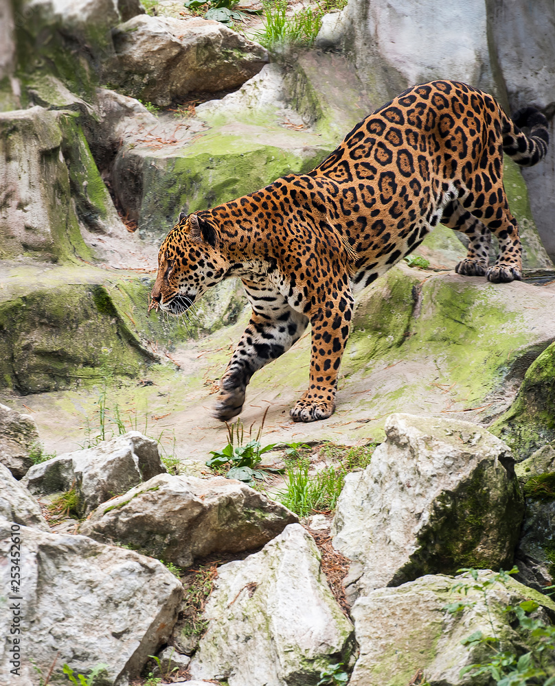 Jaguar (Panthera onca) wild cat species, genus Panthera native to the ...