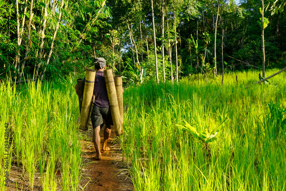 Life at a village with rice fields and activities in the village ...