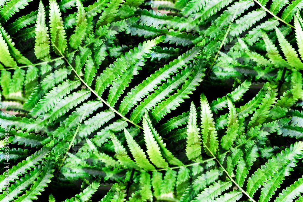 Fresh green leaves pattern of Paco fern, Small vegetable fern ...