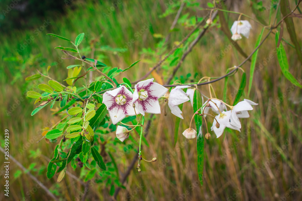 Flowers of Rosy Milkweed (Sarcostemma secamone (L.) Bennett / Oxystelma ...