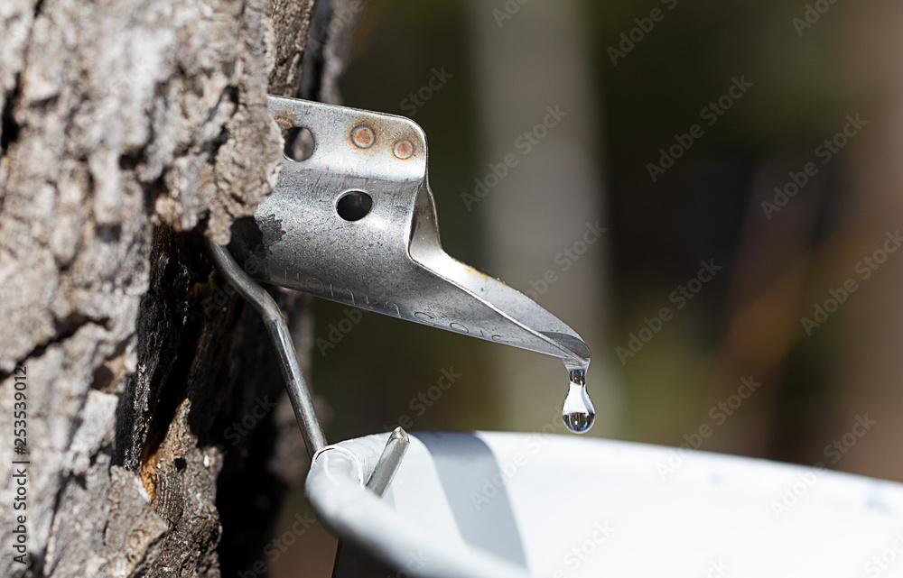 Maple tree sap tap Stock Photo | Adobe Stock