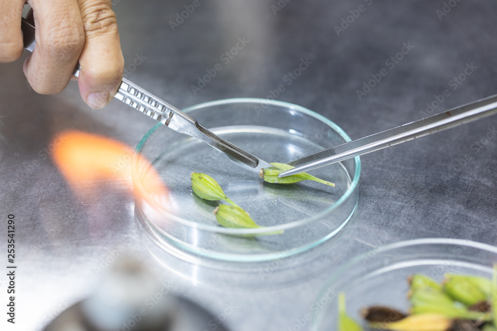 Plant tissue culture techniques in laboratory. Stock Photo | Adobe Stock