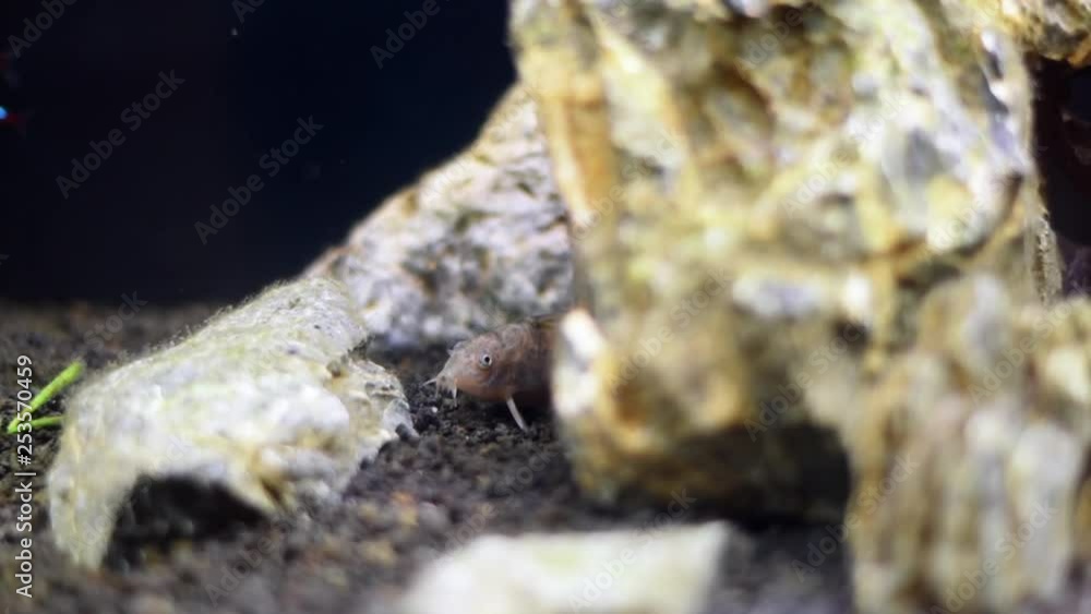 Freshwater cory fish in home aquarium. Corydoras catfish close-up in ...