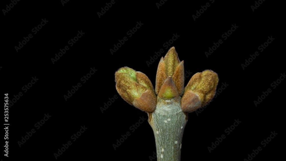 Ash-tree buds opening Time lapse. Footage with alpha channel (codec ...