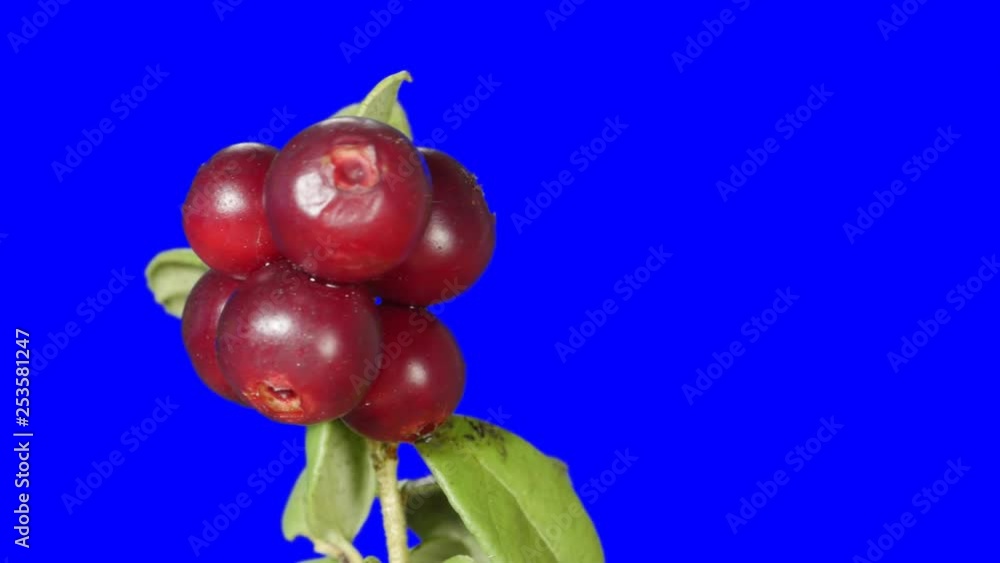 Cowberry berries seamless rotation with alpha channel (codec: png+alpha ...