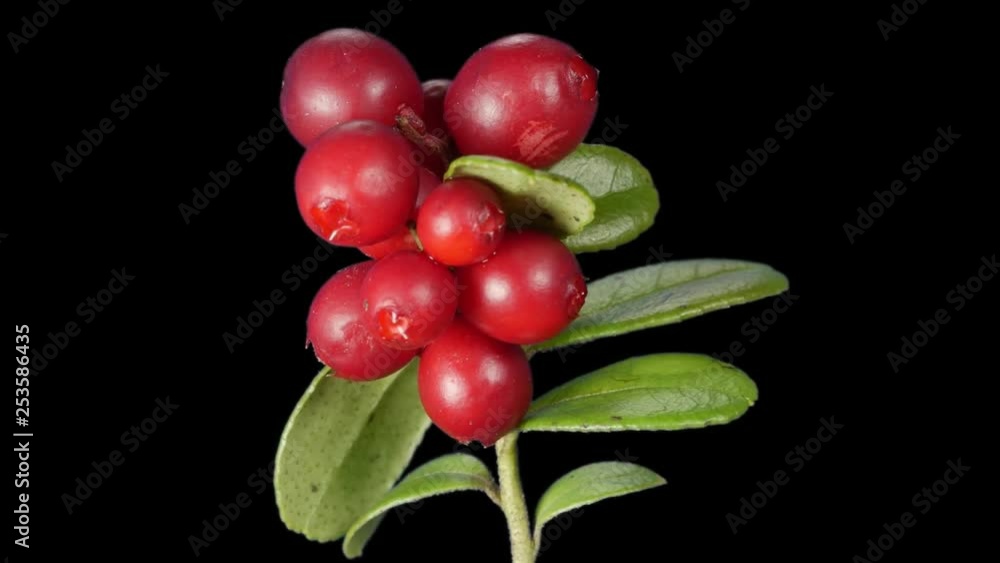 Cowberry berries seamless rotation with alpha channel (codec: png+alpha ...