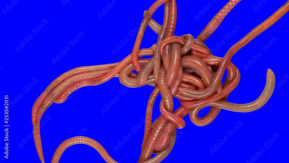 Roll of earthworms creep. Footage with alpha channel (codec: png+alpha ...