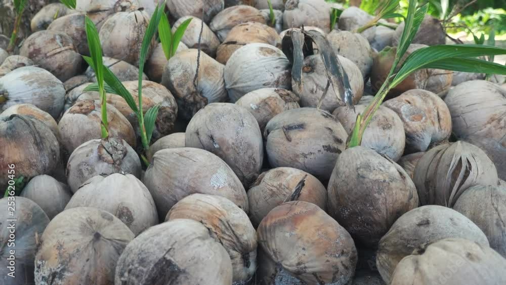 Many coconuts on the ground in a coconut tree plantation. This footage ...