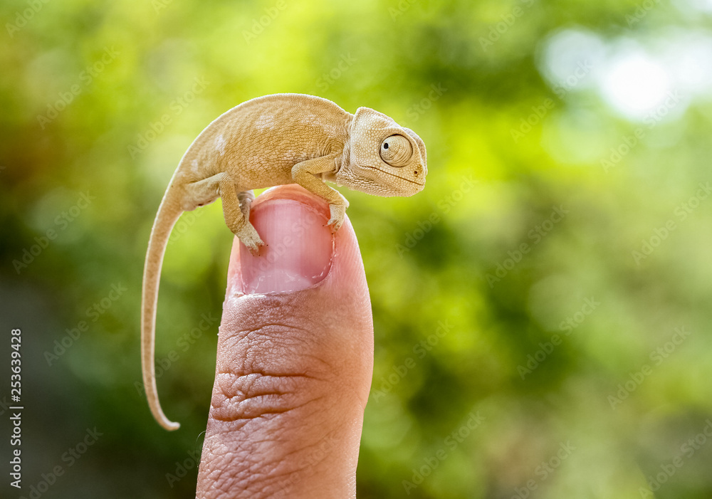 Cute Baby Veiled Chameleon