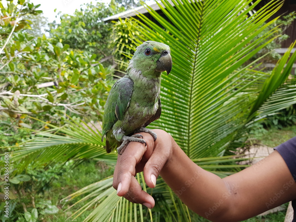 Short-tailed parrot, in the moult (Graydidascalus brachyurus) is the ...